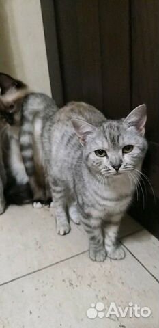 Кошечка британская короткошерстная