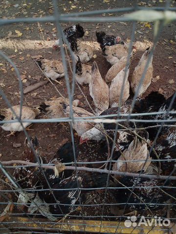 Продаю петушков
