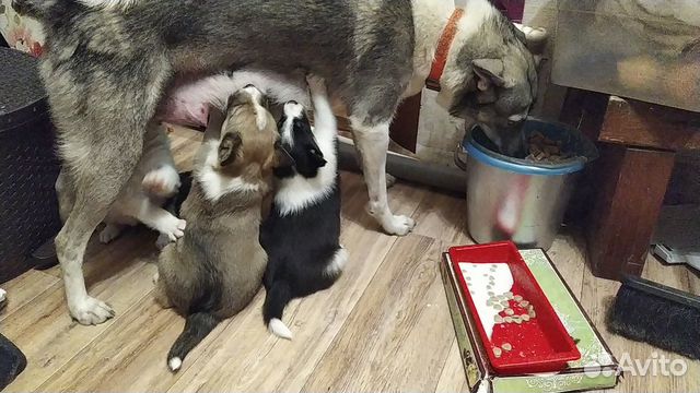 Щенки западно сибирской лайки