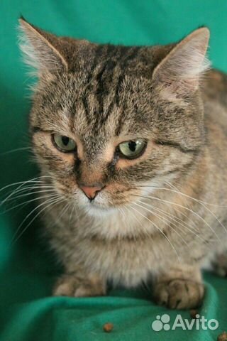 Кошка Эльза