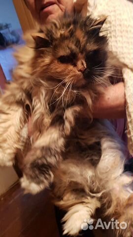 Кошка бесплатно