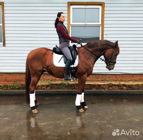 Лошадь продаётся