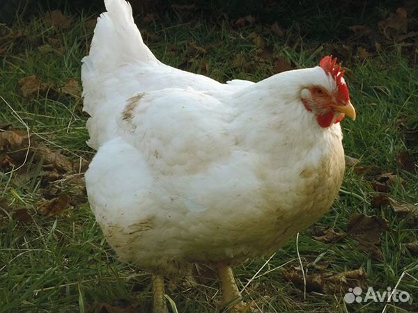 Курица бролер