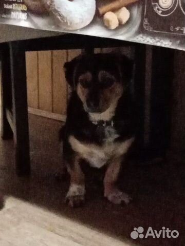 Найден кобель