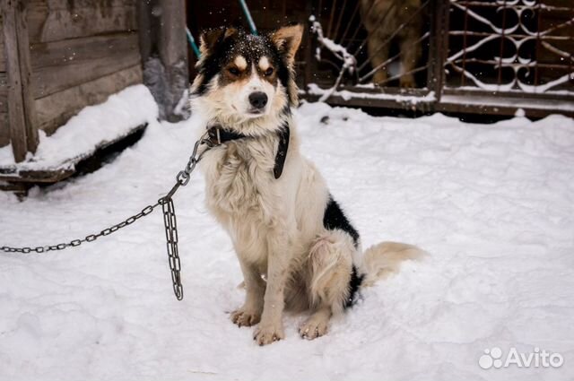 Красавец Харитон