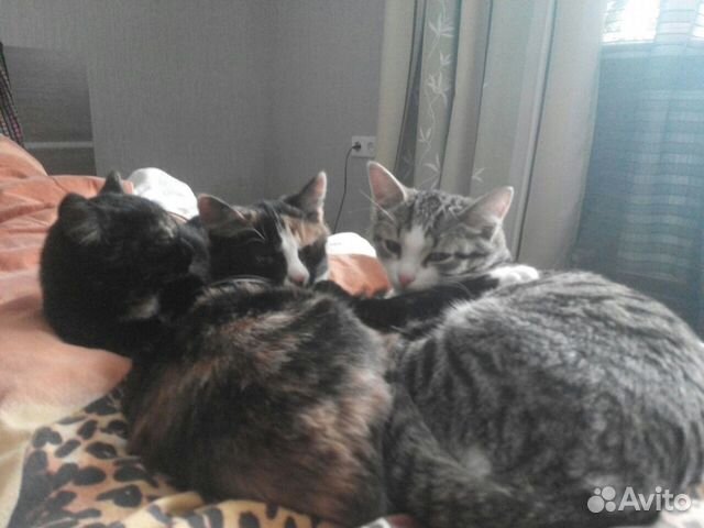 Отдам кота и 2х кошек в хорошие и добрые руки