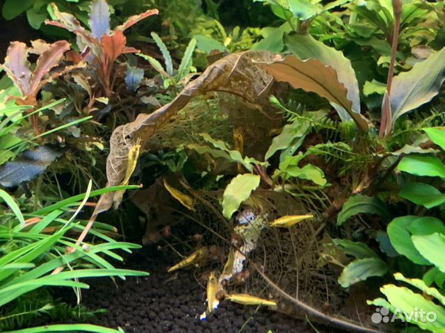 Креветки -тайвань,кристалл,неокаридины,растения