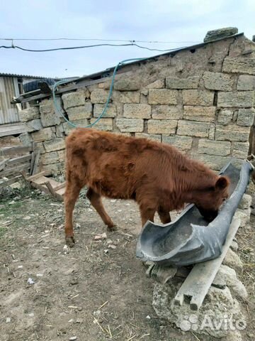 Теленок-телка