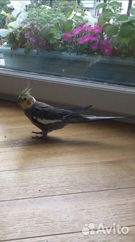 Отдам птицу в хорошие руки. Корелла. Мальчик. Ему