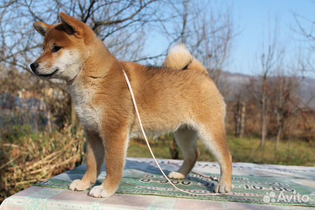 Щенок сиба -девочка в питомнике