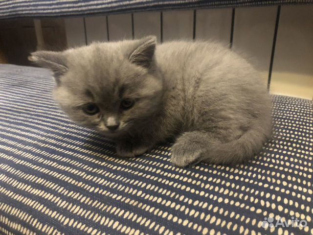 Котёнок