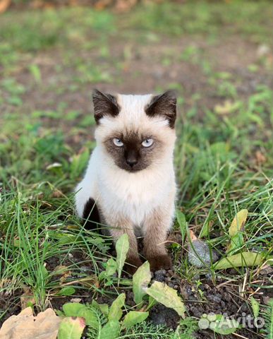 Гаф ищет дом