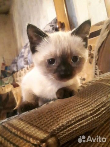 Породистые котятки в надежные руки