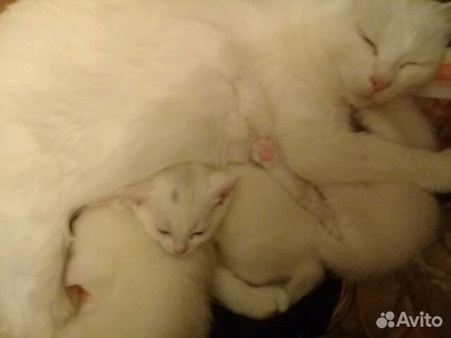 Белоснежные детки