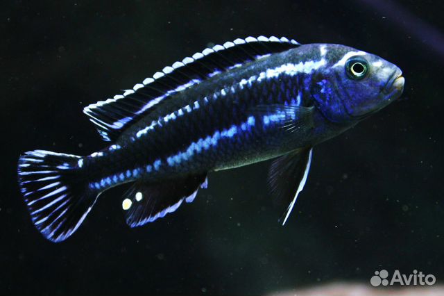 Меланохромис Майнгано