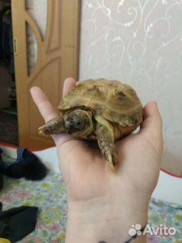 Сухопутная черепашка