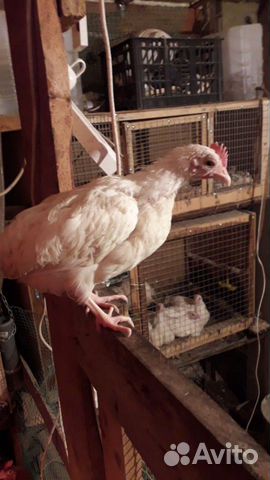 Цыплята несушки декалб 2мес