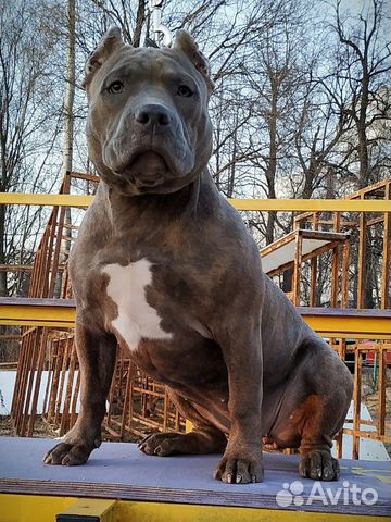 Американский булли