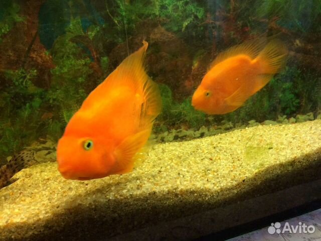 Продам пару рыбок попугаев