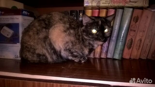 Отдам в добрые руки кошку