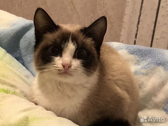 Нашлась кошечка