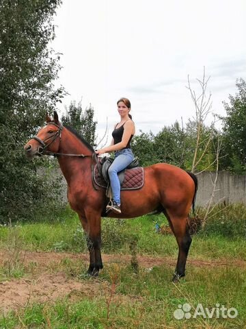 Лошадь (мерин) 4.5 года