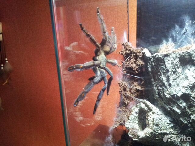 Psalmopoeus cambridgei