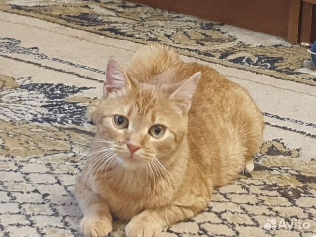 Питерское Солнышко в ваш дом