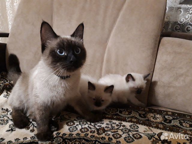 Продам тайских котят, две девочки с небесно голубы
