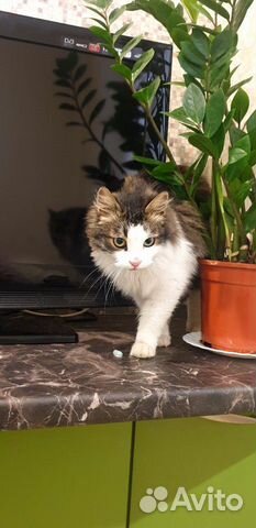 Котик в добрые руки