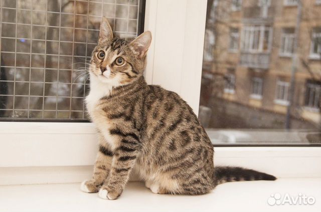 Котенок Мурчик. 3,5 месяца