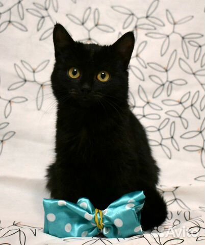 Котенок Есения