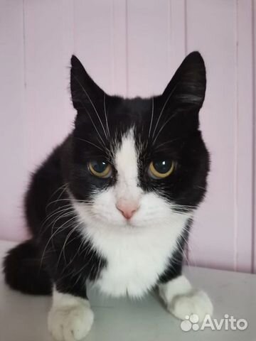 Тайра ищет дом