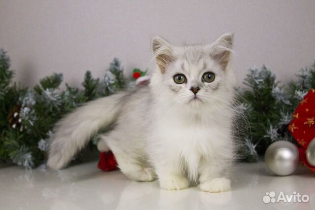 Котёнок менуэт (наполеон)