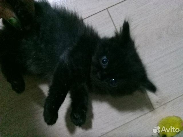 Персидские котятки