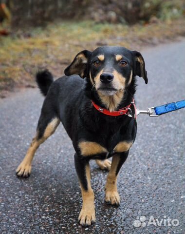 Дарвин 2 года 30 см