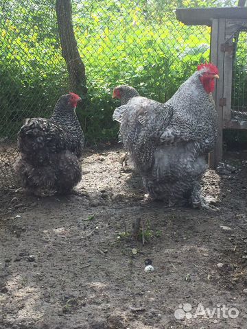 Полосатый кохинхин