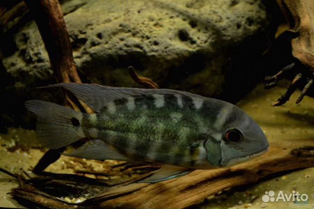 Цихлида хоплархус пситтакус