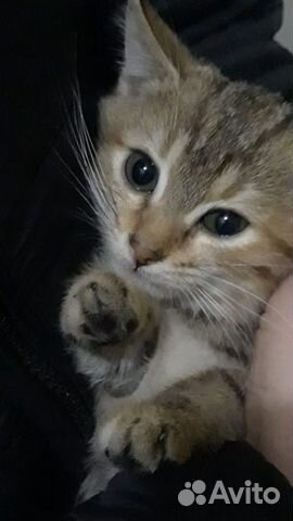 Милый бурундучок