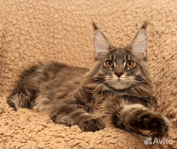 Харизматичный котик