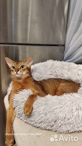 Абиссинская