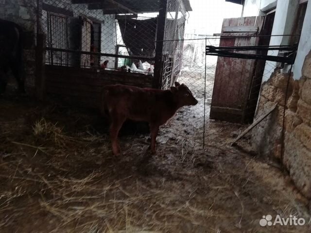 Тёлочка 2 месица