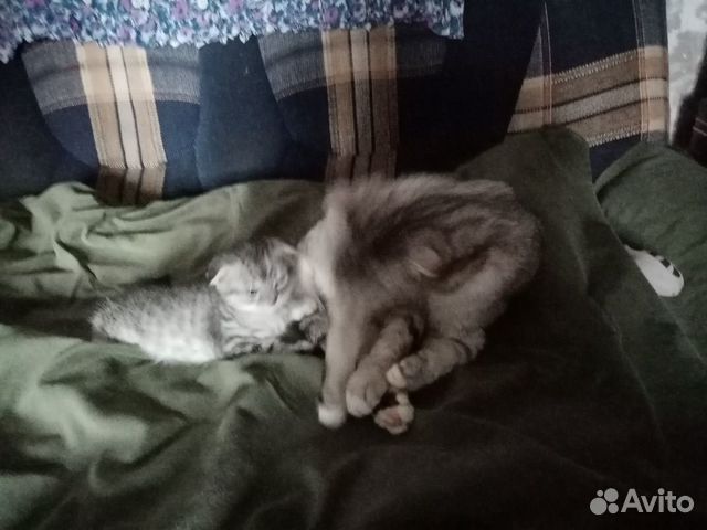 Кошка