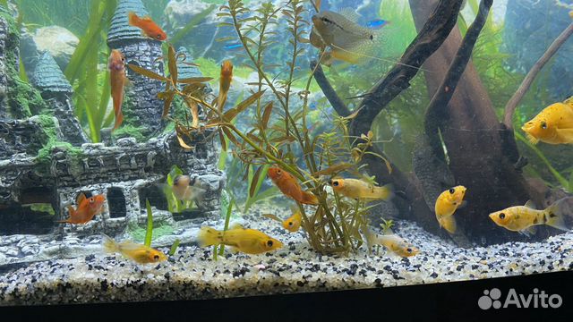 Рыбки, молли/ моллинезии, гурами, сомики