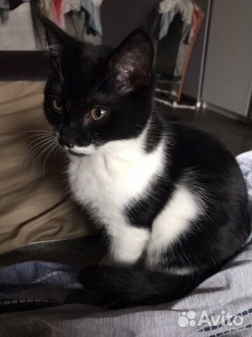 Бэтмен ищет дом