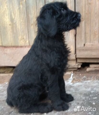 Алиментный щенок ризеншнауцер