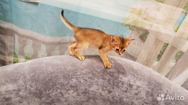 Котенок Абессинец