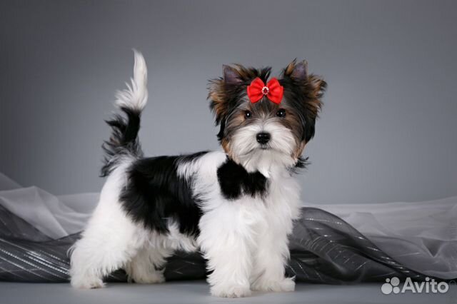 Мальчик Бивер, перспектива шоу, разведение