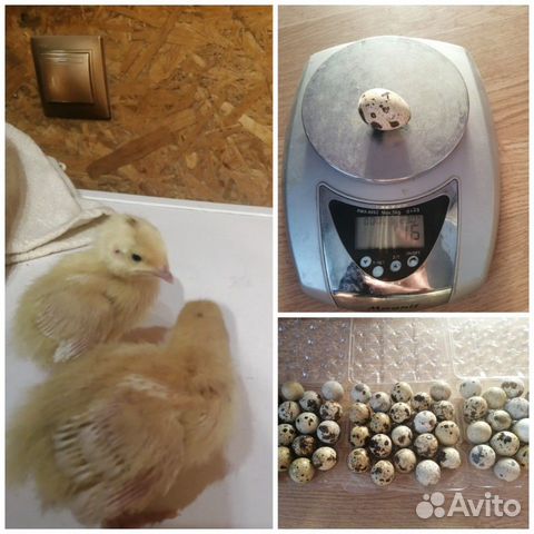 Перепелята и инкубационное яйцо