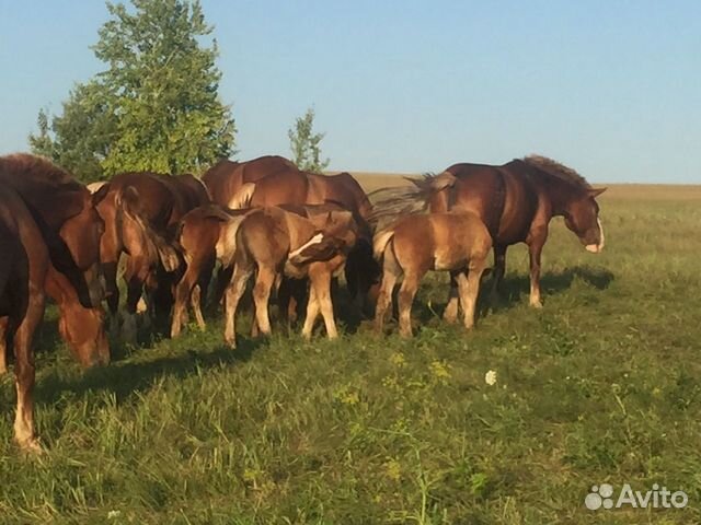 Жеребята тяжеловозы